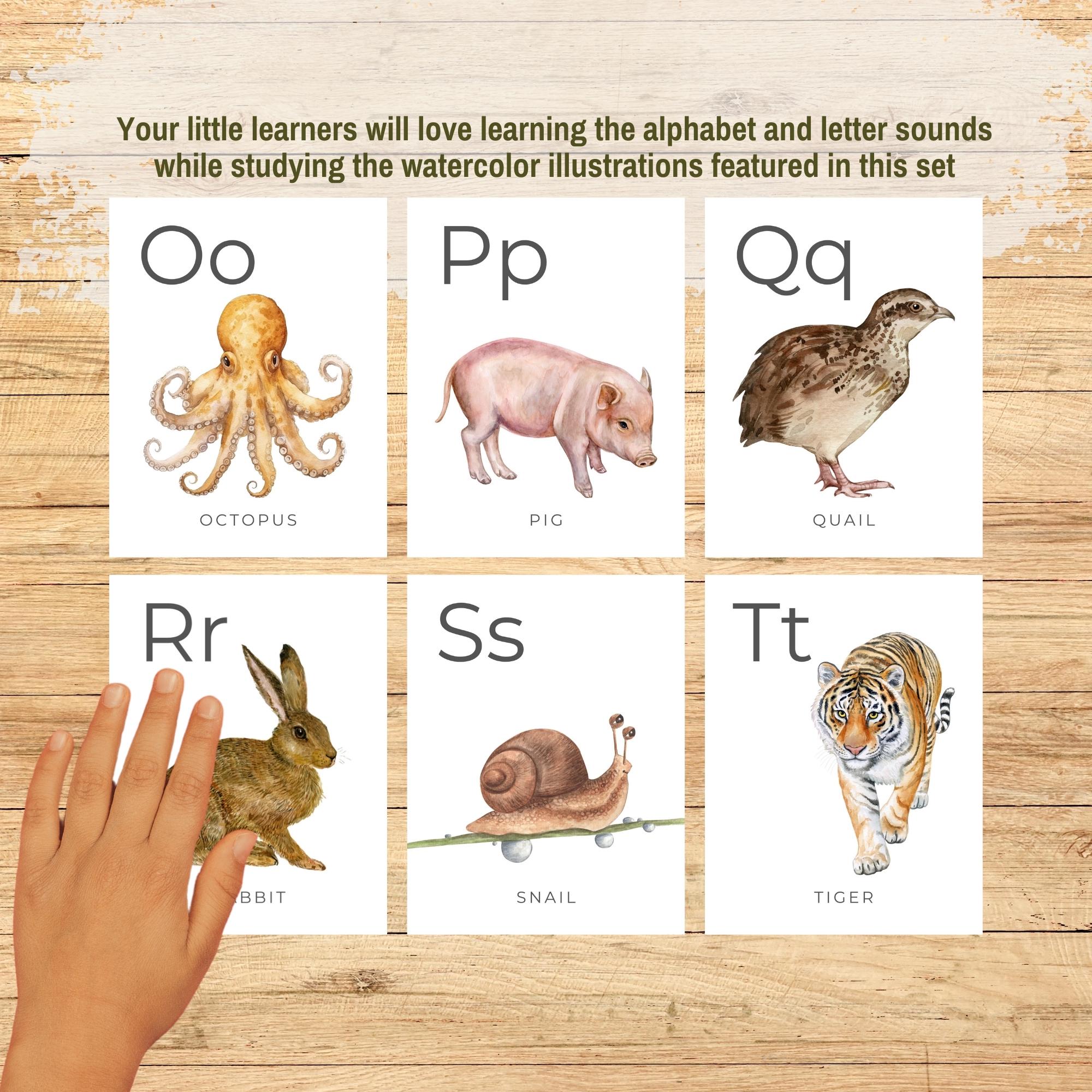 Printable Alphabet Animal Flash Cards Large Format Classroom Use ...