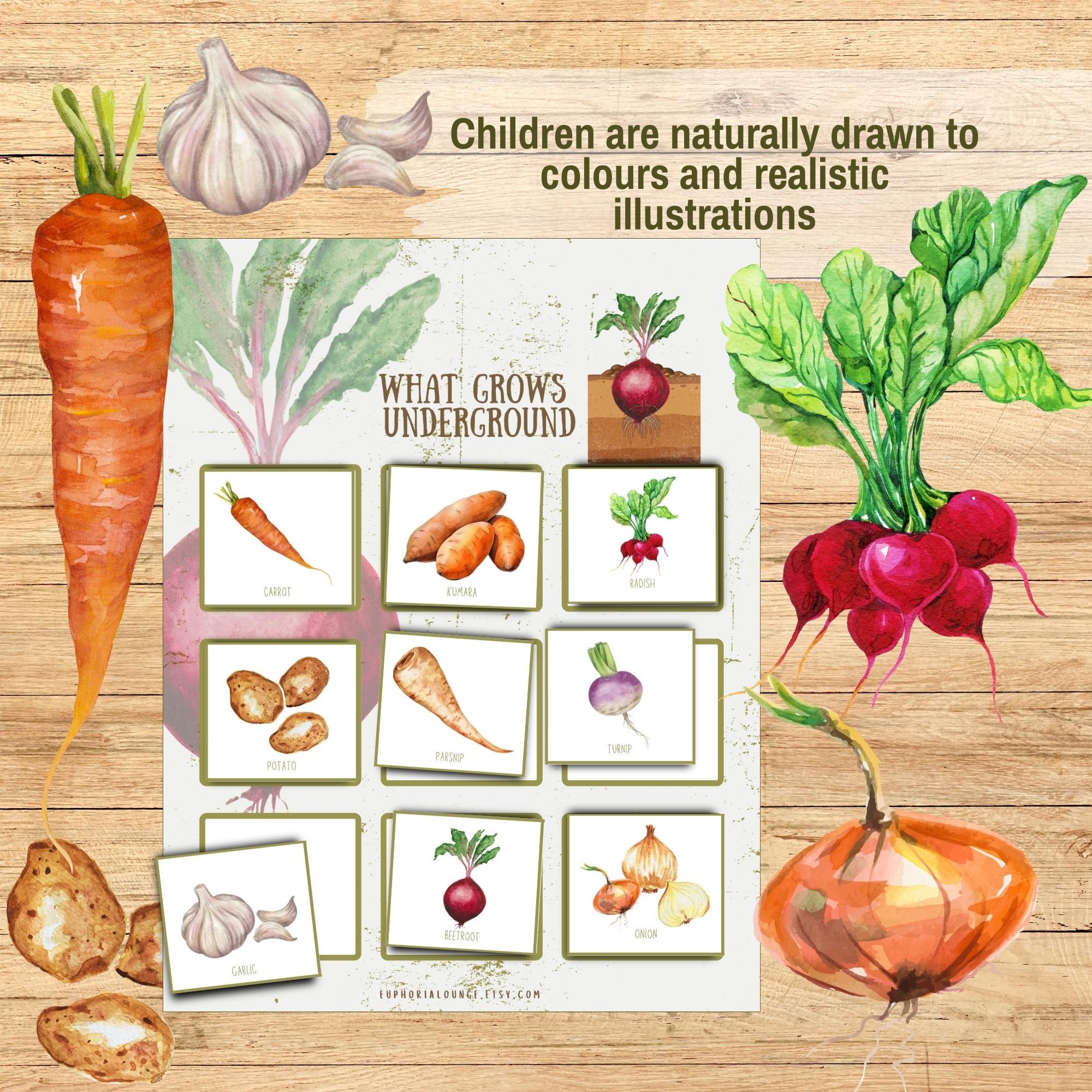 Where Do They Grow Sorting Mats is It a Fruit or Vegetable Sorting ...