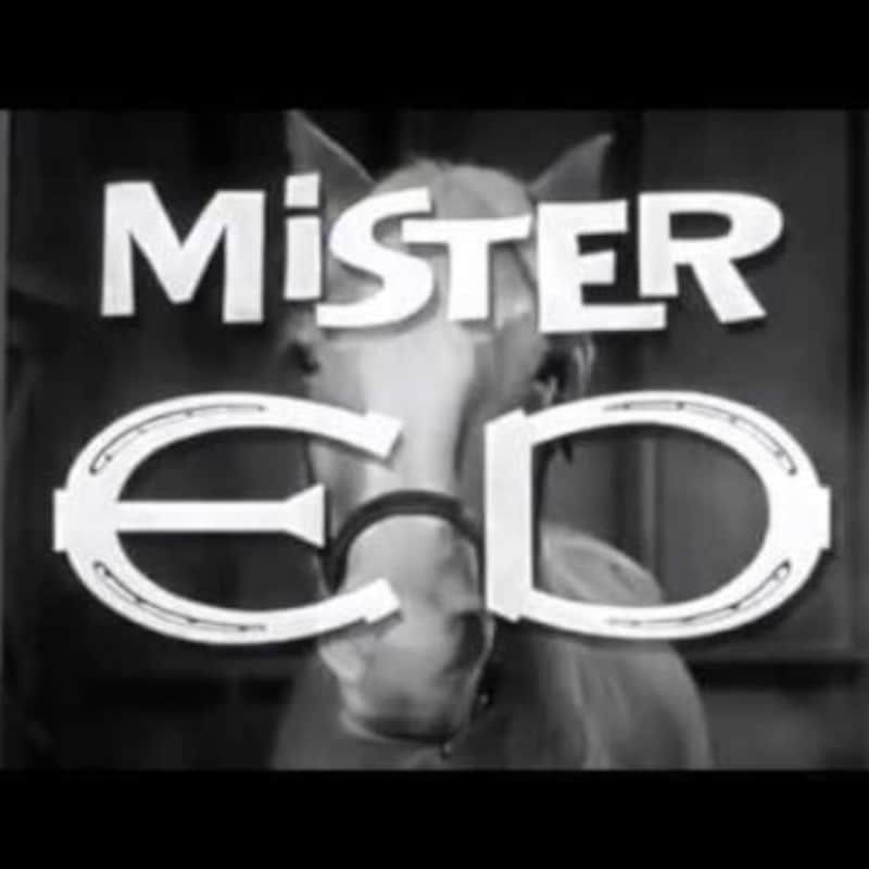Mr Ed - Etsy