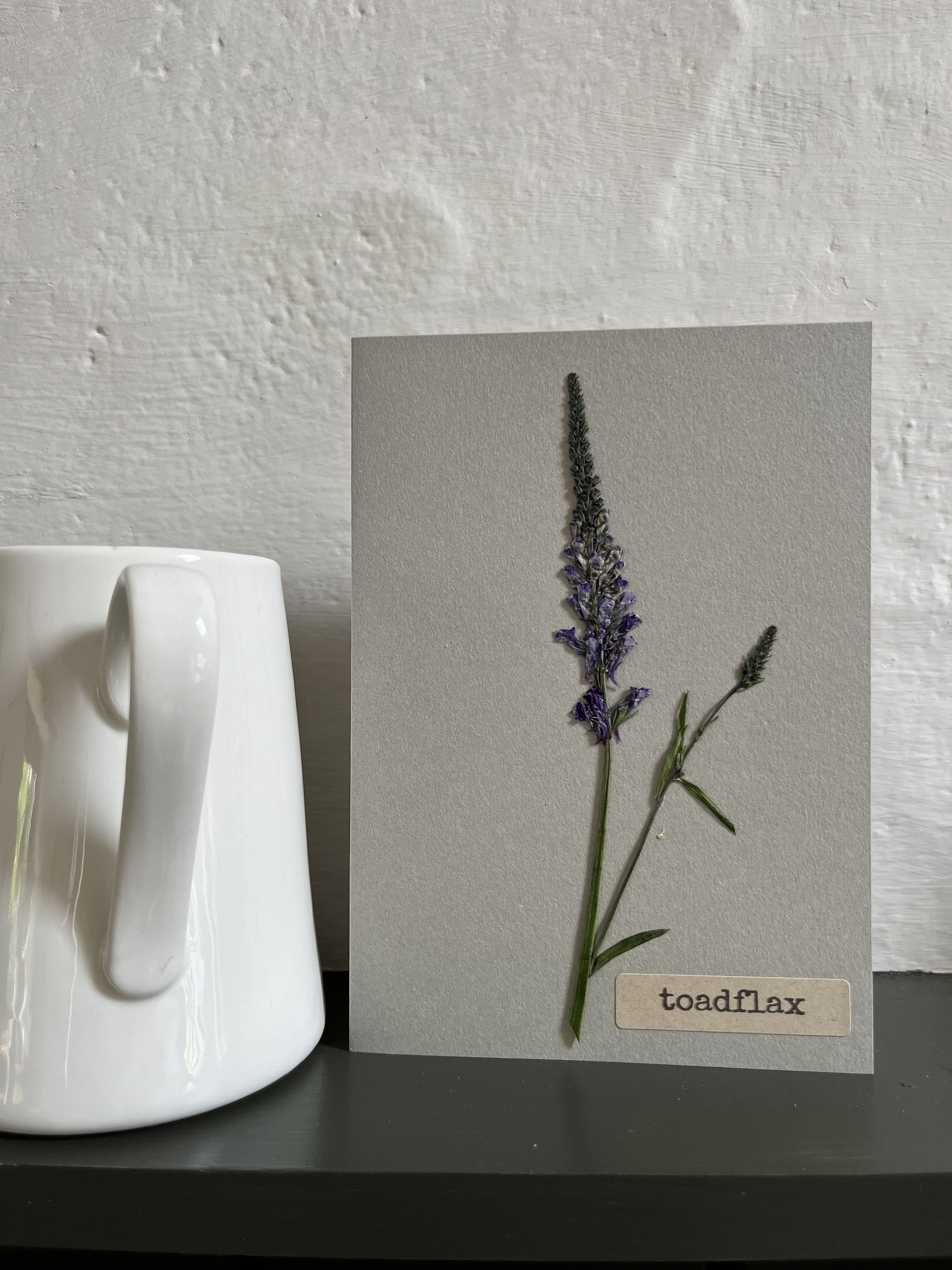 Real Pressed Flower Greeting Card- Toadflax. Great for Birthday ...