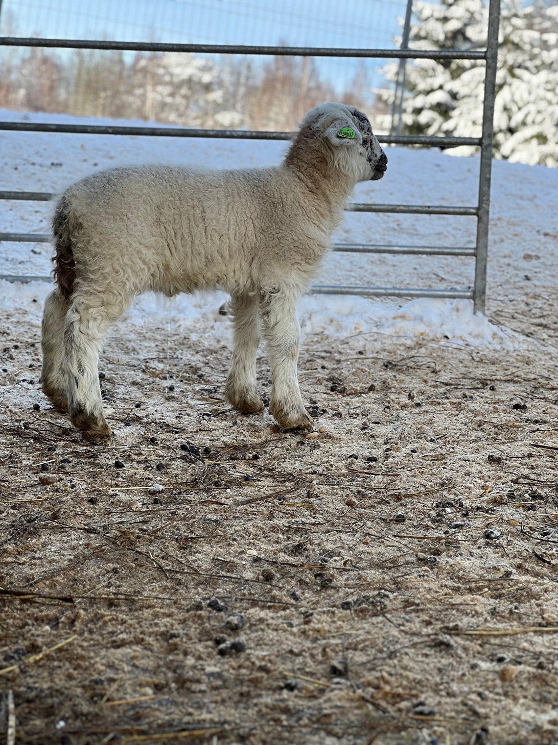 Natural Raw Sheep Wool - Unwashed Nordic Sheep Wool for DIY Projects - Etsy