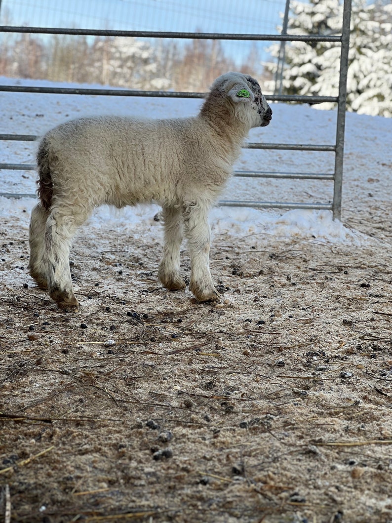 Natural Raw Sheep Wool - Unwashed Nordic Sheep Wool for DIY Projects - Etsy