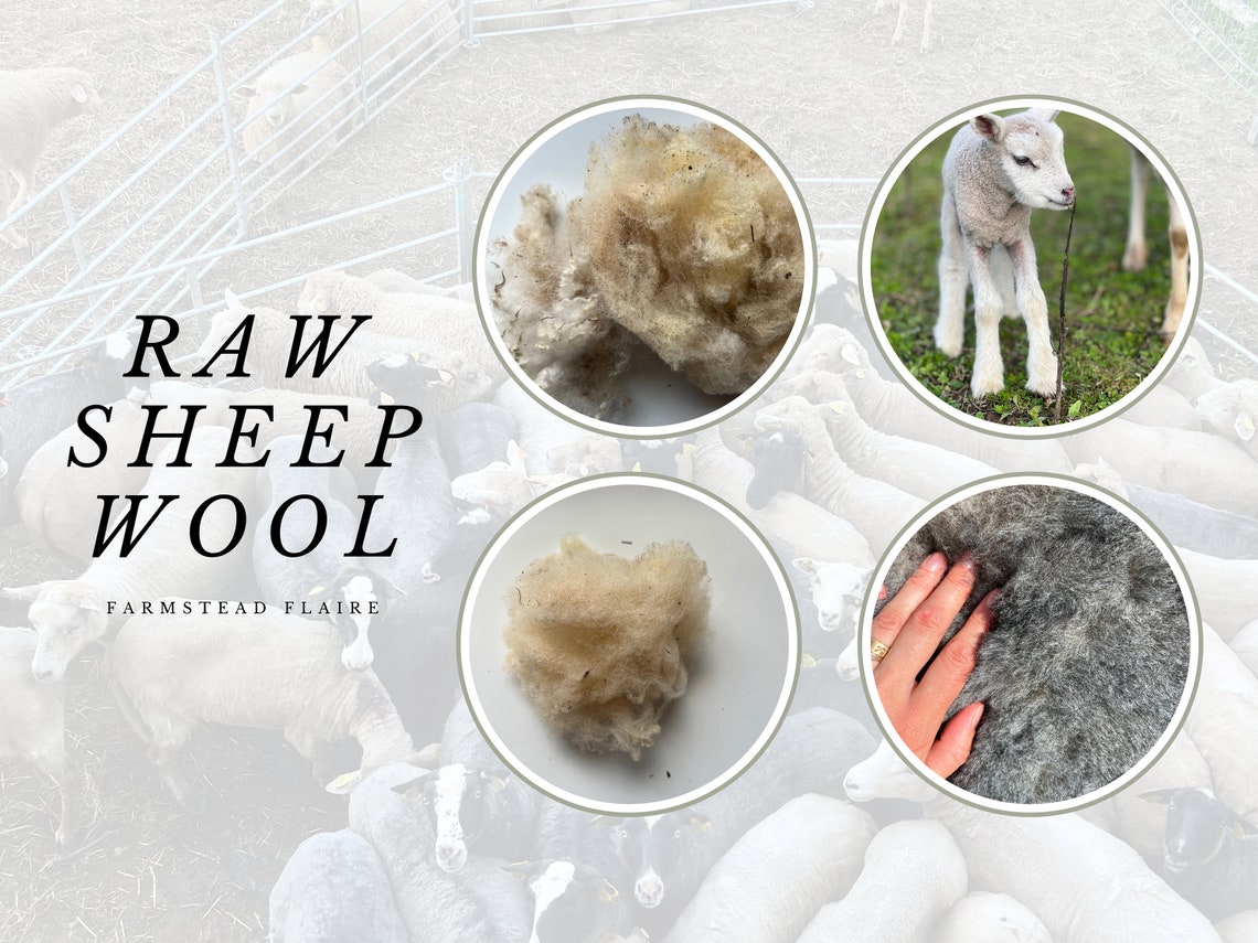 Natural Raw Sheep Wool - Unwashed Nordic Sheep Wool for DIY Projects - Etsy
