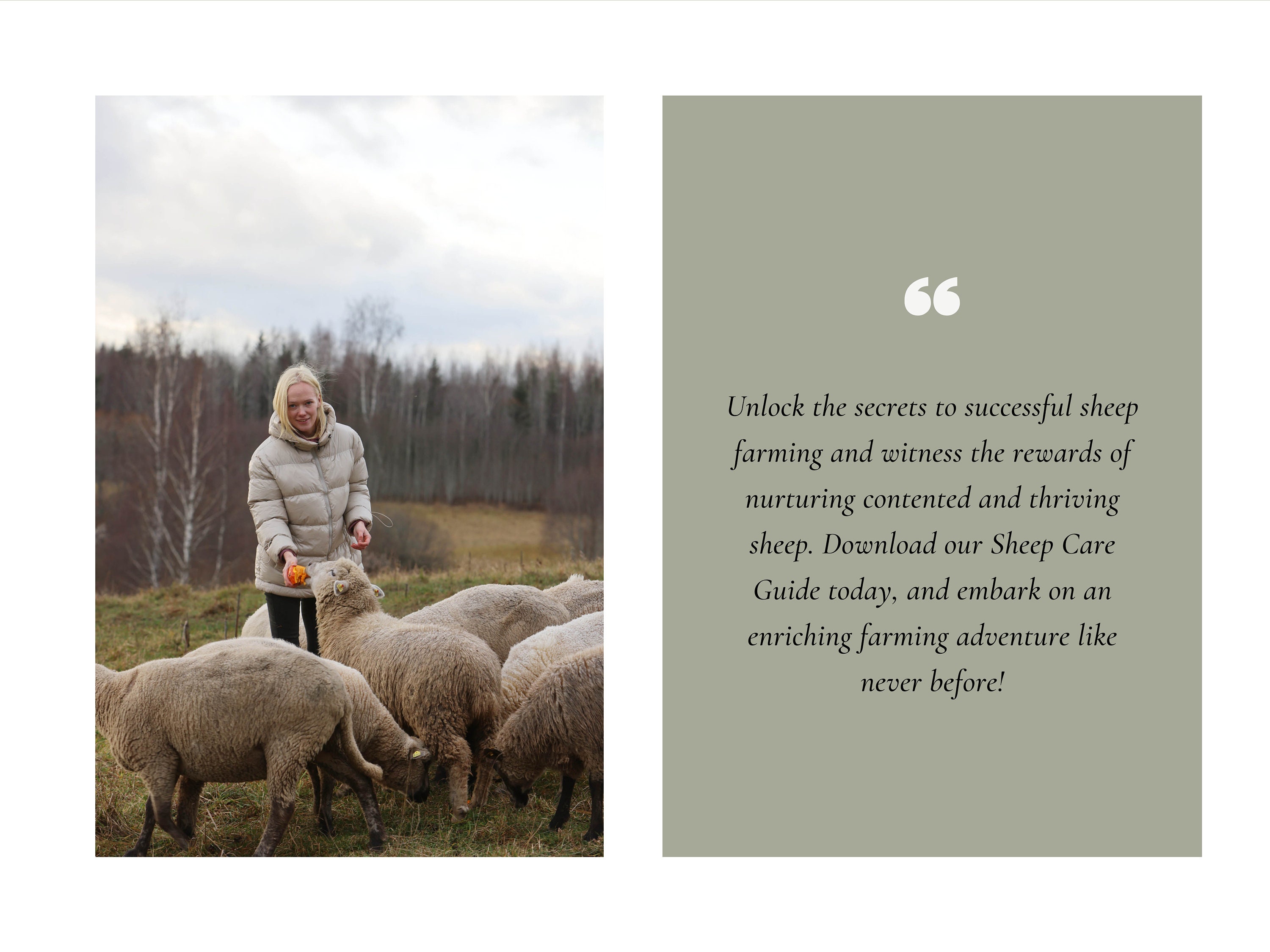 Sheep Care Guide - Complete Sheep Care Guide - PDF for Happy & Healthy ...