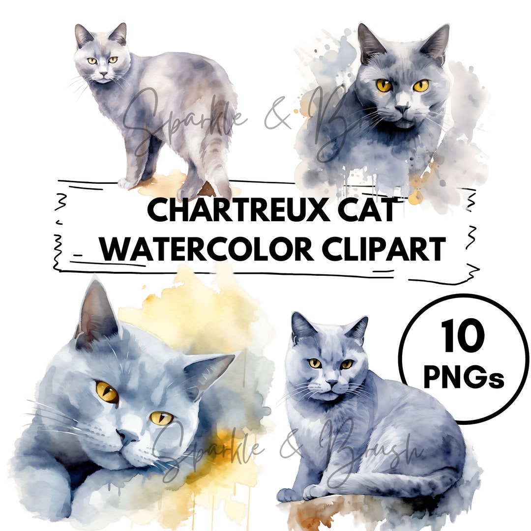 Chartreux Cat Clipart Cute Cats PNG Sweet Kitties Kittens - Etsy