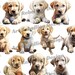 Yellow Labrador Puppy Clipart - Cute Puppy Dog Clip Art in PNG ...