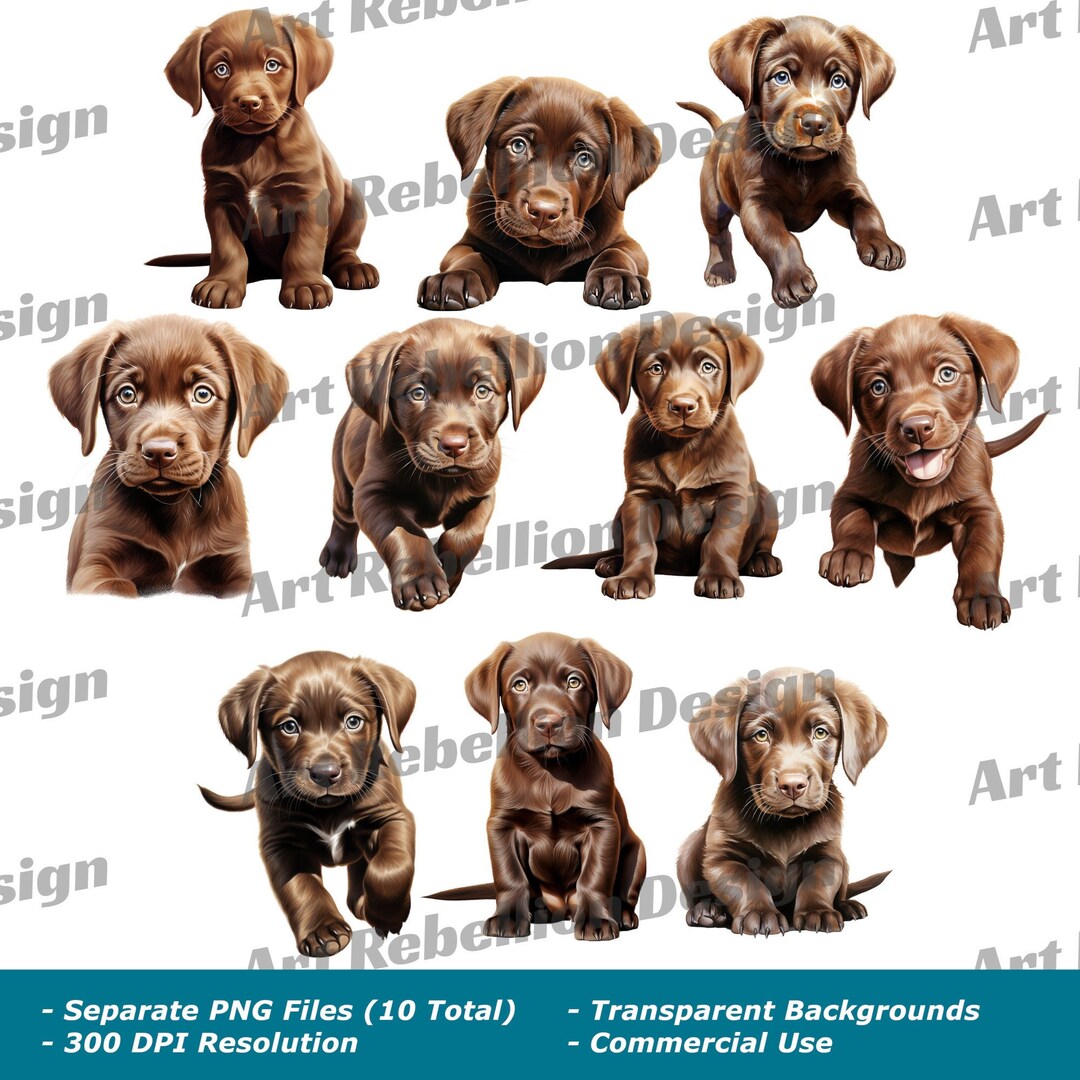 Chocolate Labrador Puppy Clipart - Cute Puppy Dog Clip Art in PNG ...