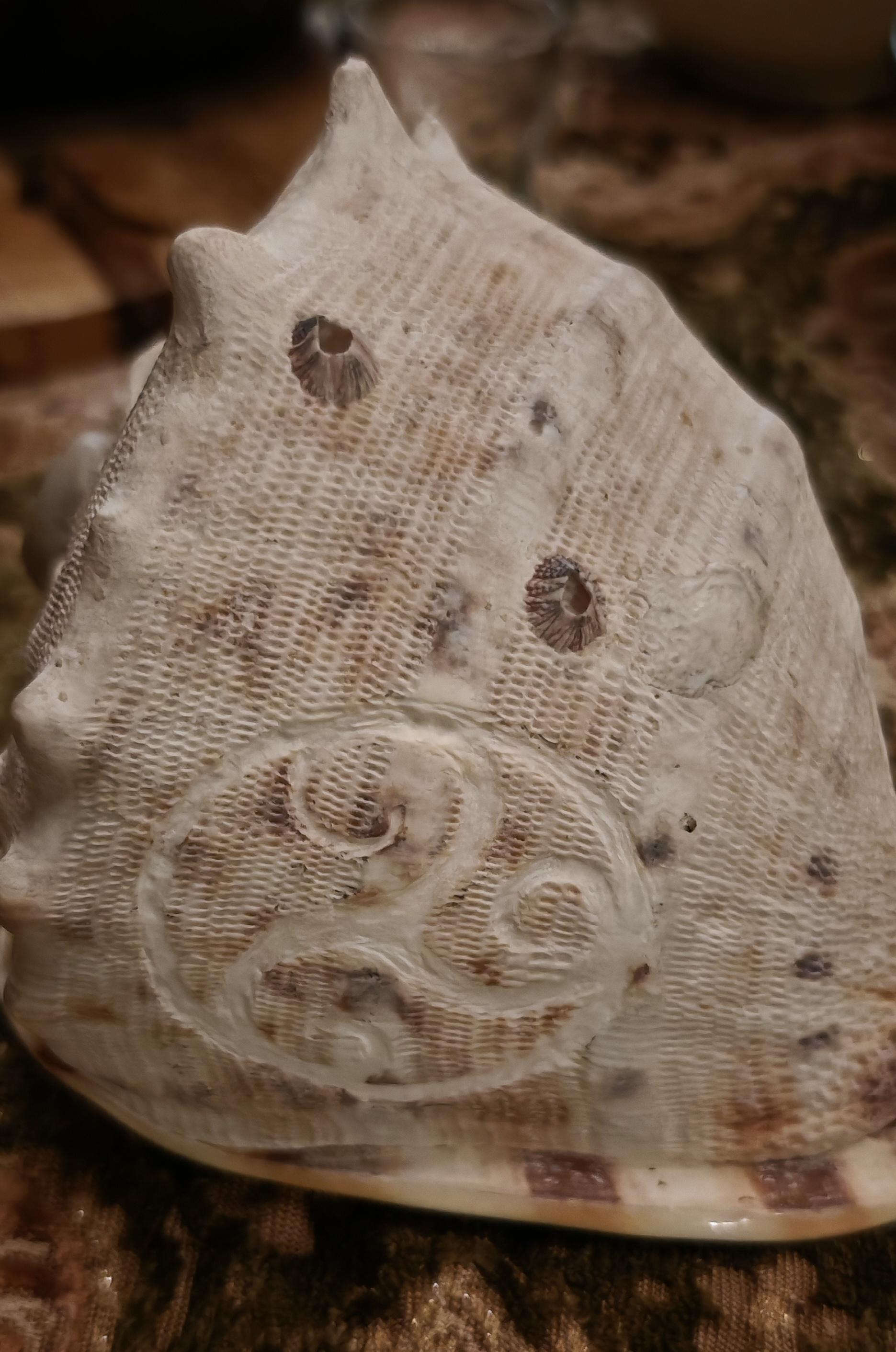 Sea Snail Shell Adapted as a Trumpet With Triskelion Triskele 004 Conch ...