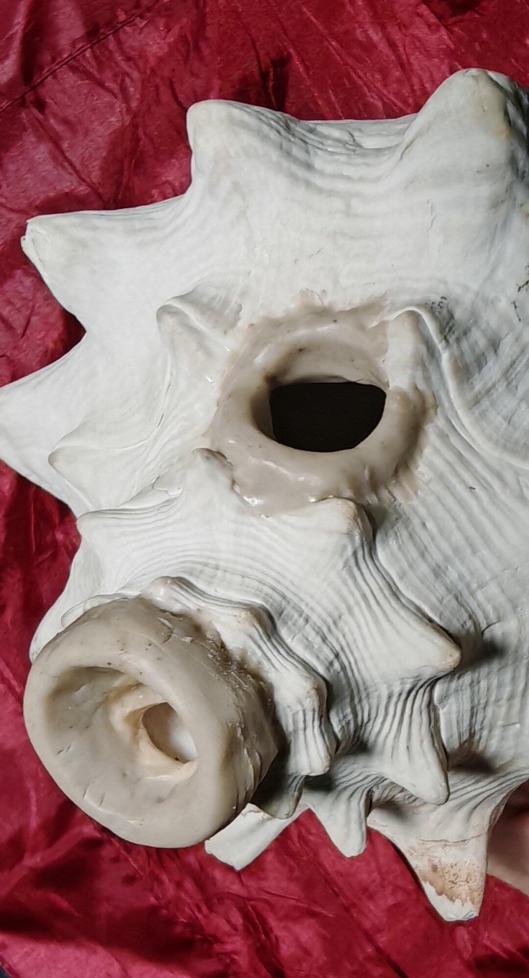 RAFFYRA - Finger-led Spirit Winds - Queen Conch - 21cm - 011 Conch Horn ...