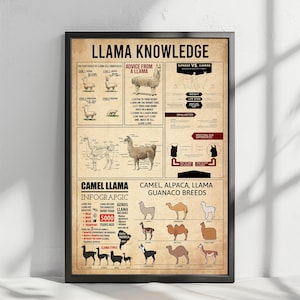 Llama Knowledge Poster, Vintage Llama Print, Camel Alpaca Llama Breeds ...