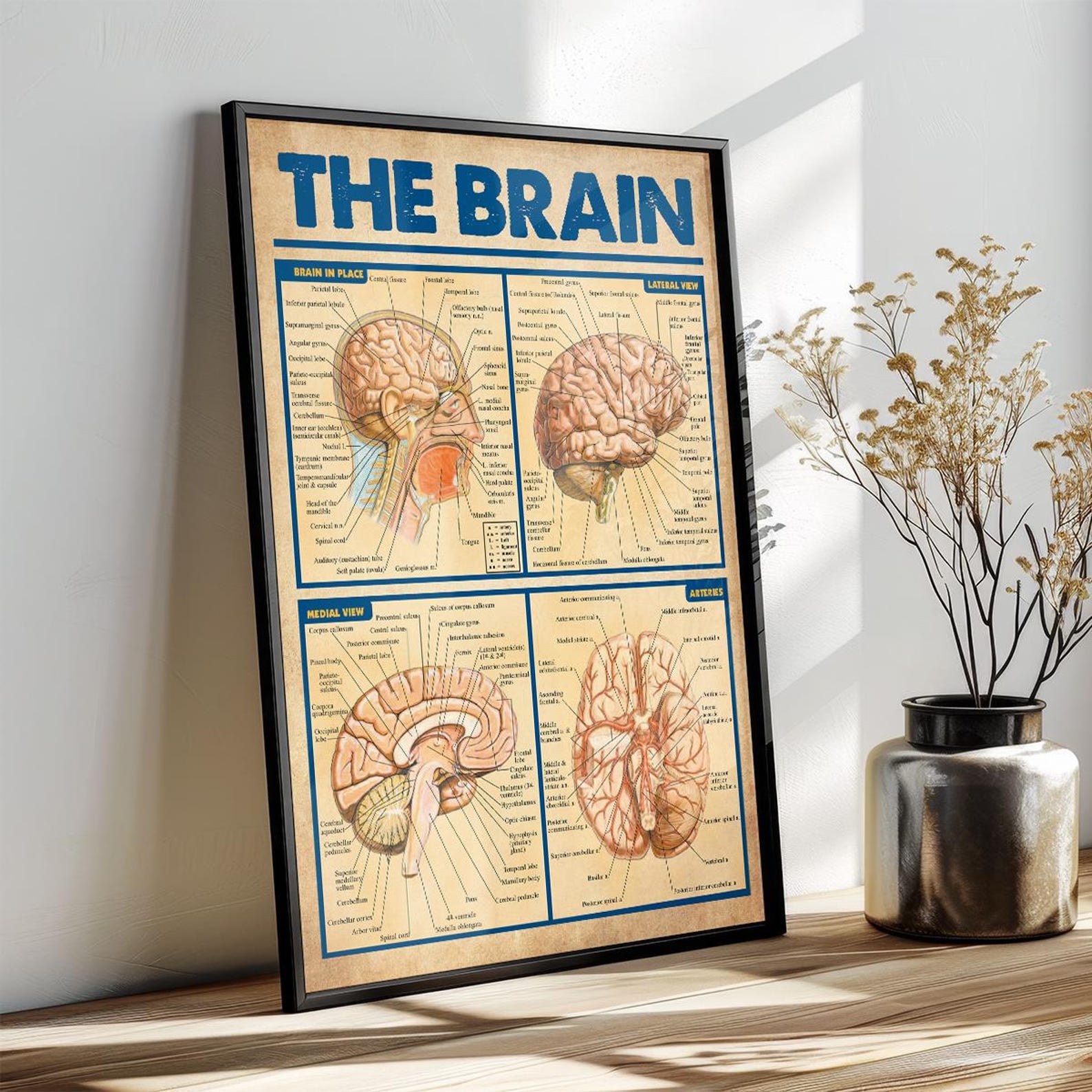 Brain Anatomy Poster, Wall Art, Neurology Vintage Posters, Anatomical ...