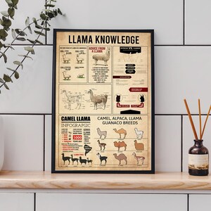 Llama Knowledge Poster, Vintage Llama Print, Camel Alpaca Llama Breeds ...