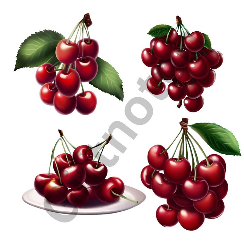 Cherry Summer Clipart, Citrus Clipart, Vintage Cherry Illustration ...
