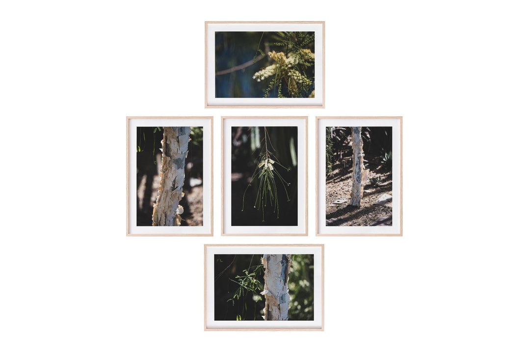 PALO PELADO Collection | Palo Blanco, Palo Liso, White Tree, Willard Acacia, Botanical, Nature ...