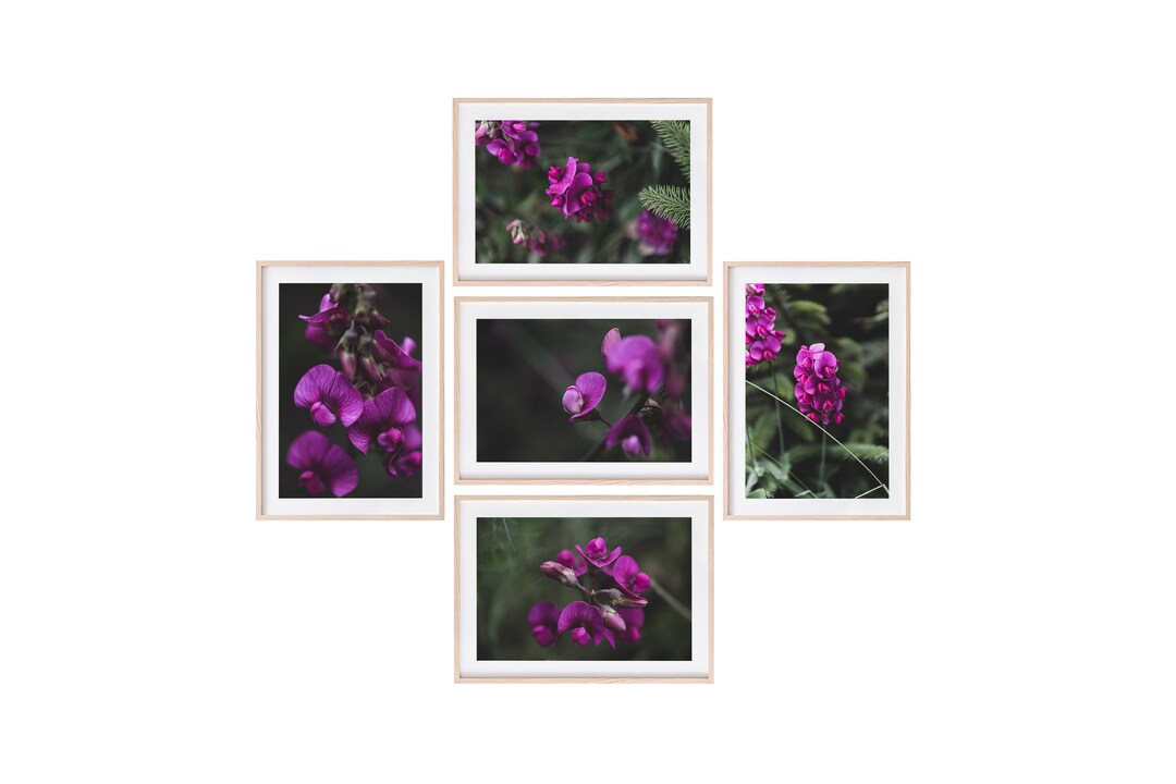 THE SWEETEST PEA Collection | Sweet Pea, Sweet Pea Flower, Purple ...