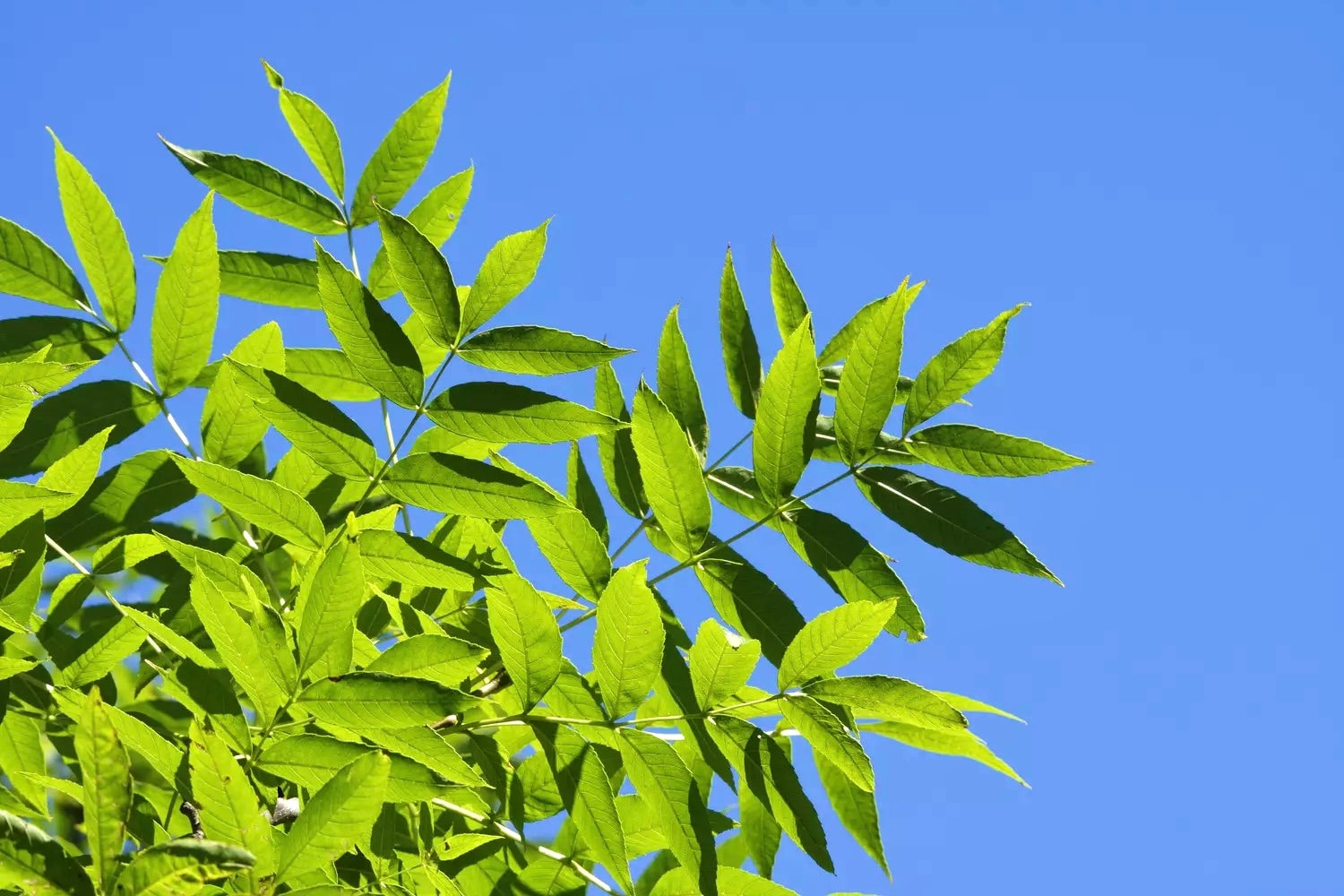 Dried Ash Leaf Ash Leaf Dried Leaf Natural Plant - Etsy