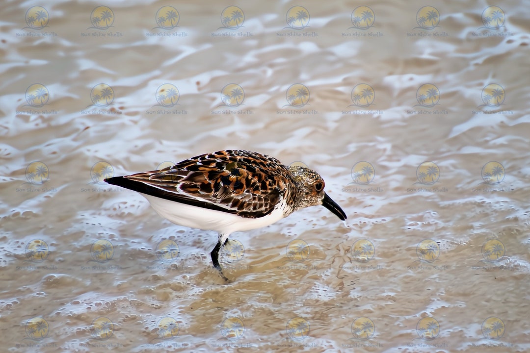 Sandpiper Photograph, Eating in the Surf, Bird on Beach, Sandpiper Fine ...