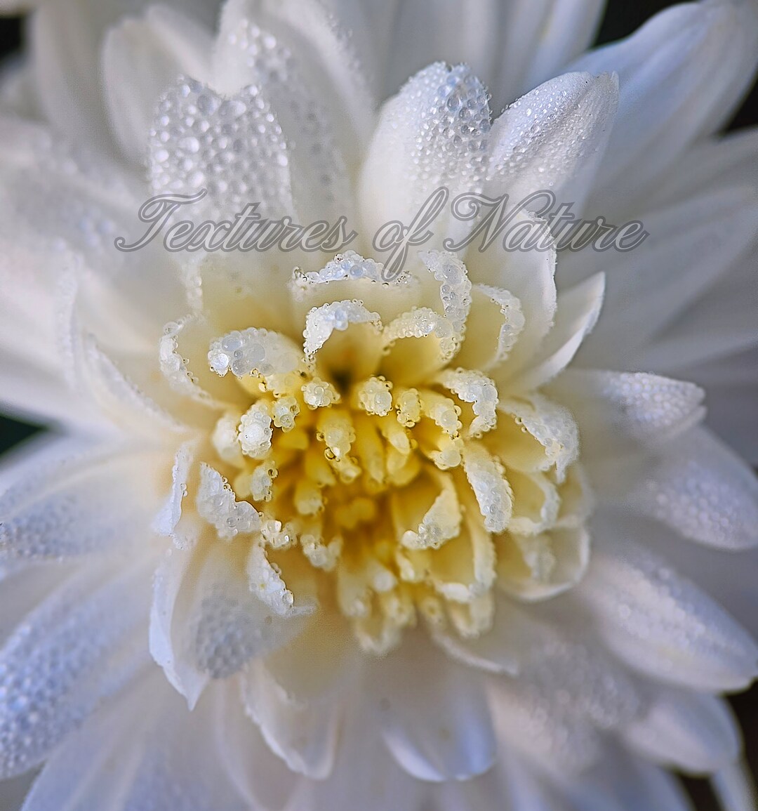 White Flower Photo, White Mum Photo, White Chrysanthemum, White Flower ...