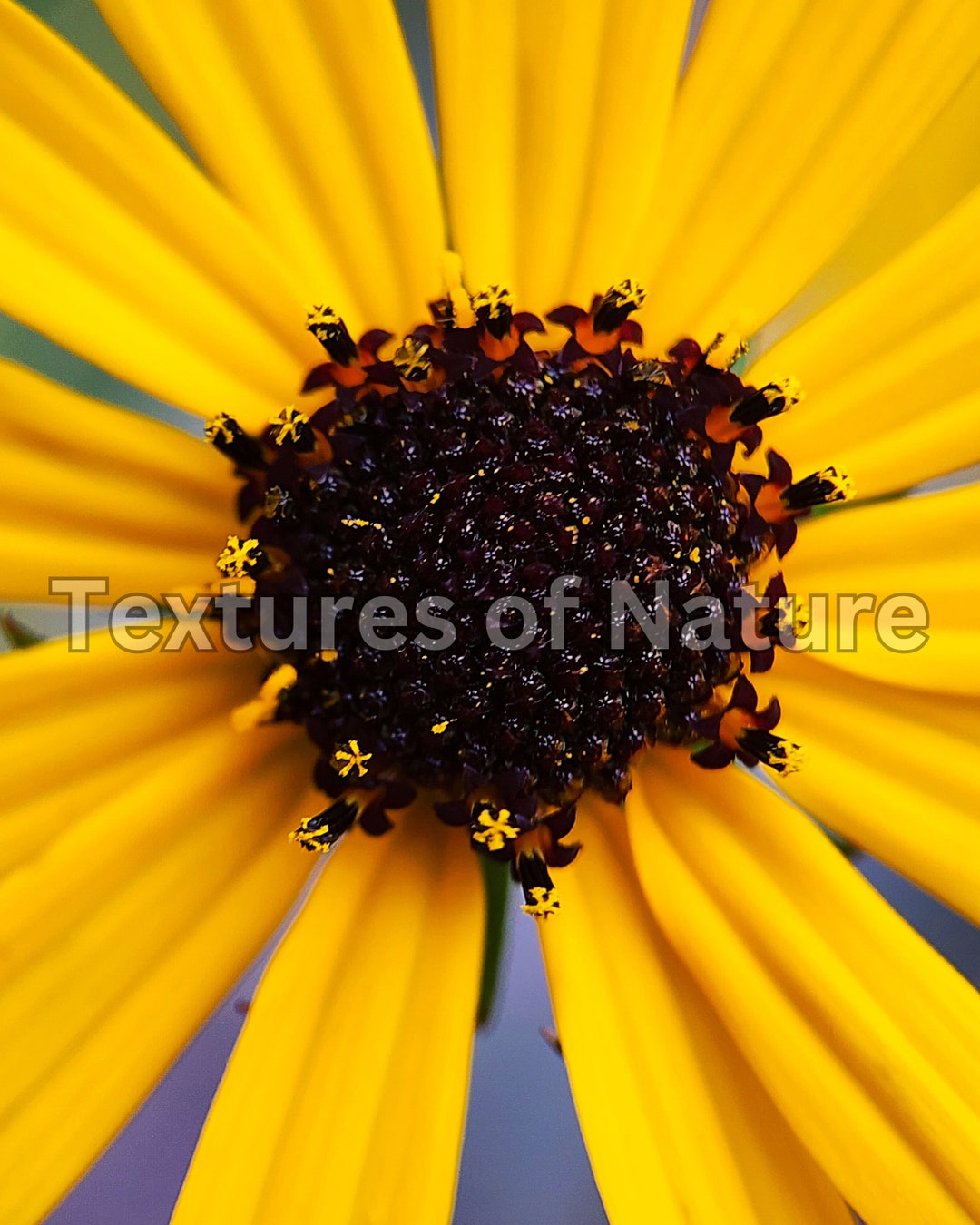 Sunflower Arrangements, Swamp Flower Photo, Flower in the Marsh, Marsh ...