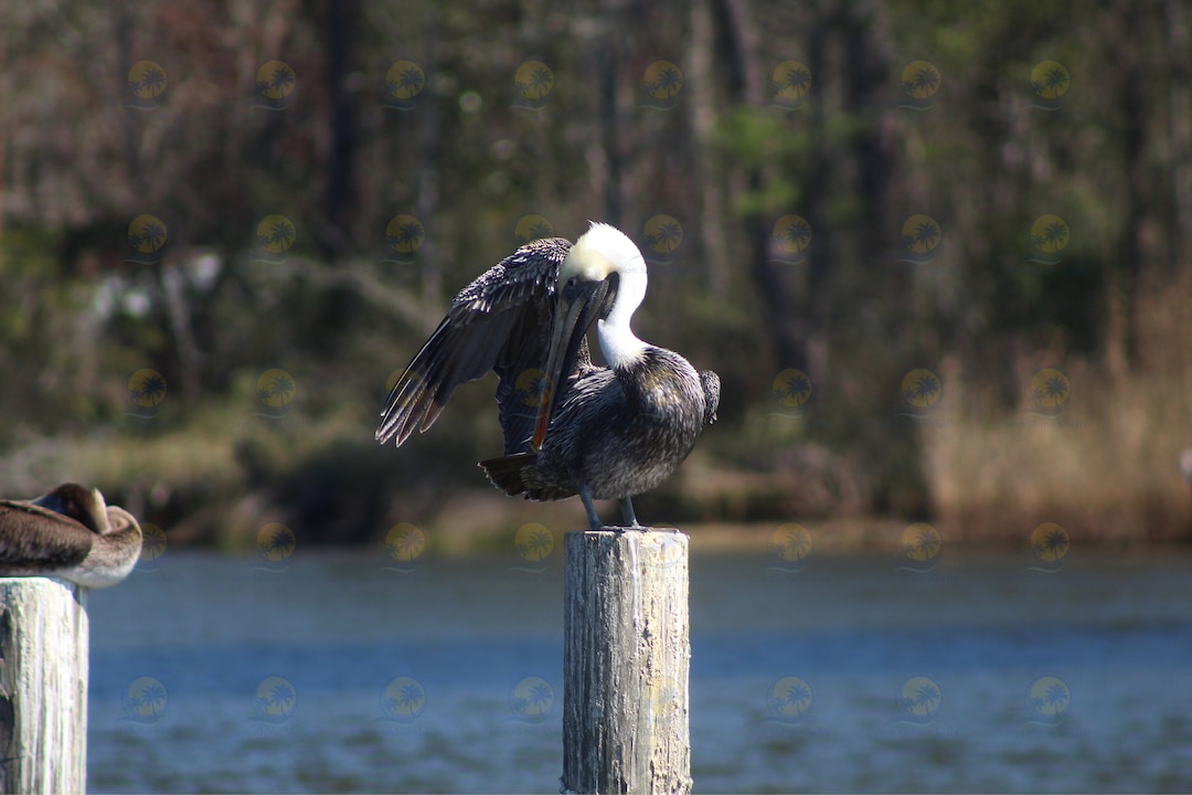 Brown Pelican Roosting, Pelican Decor, Pelicans on a Log Photo, Pelican ...