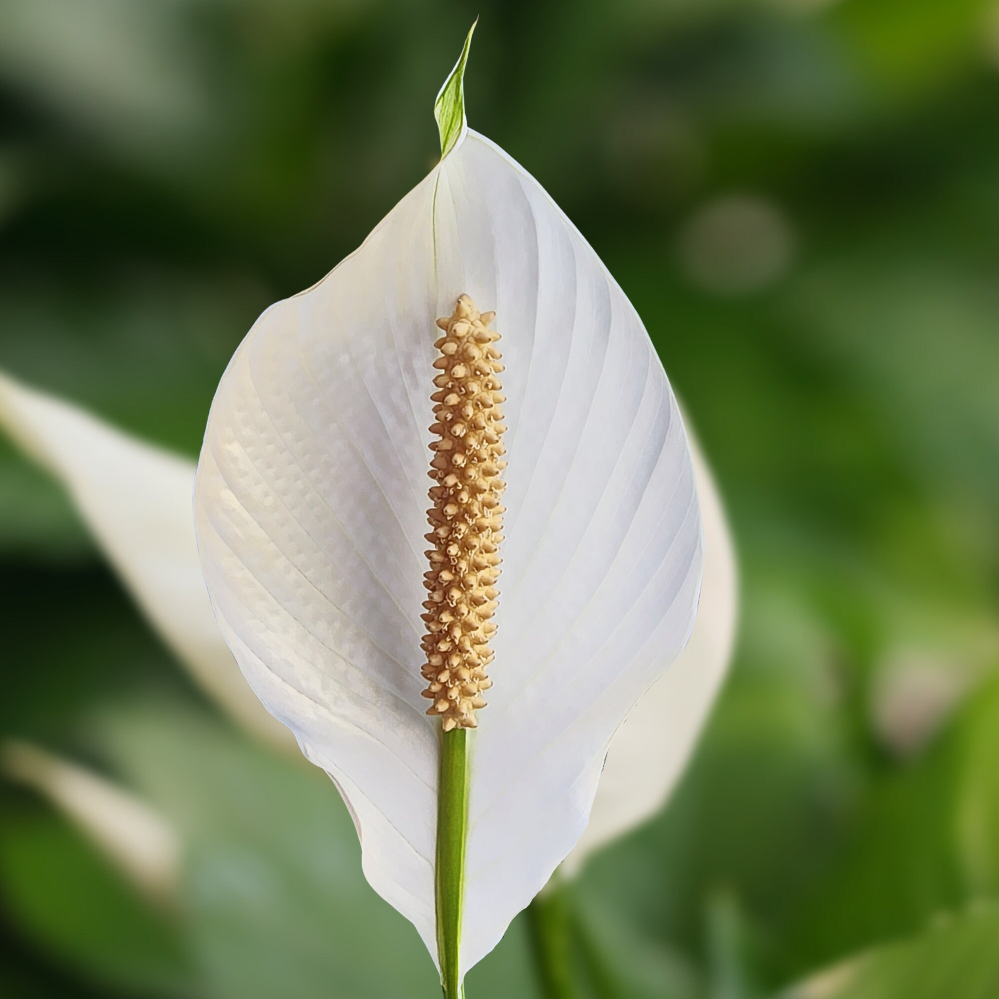 Peace Lily Photo, Peace Lily Digital Print, Botanical Wall Art, House ...