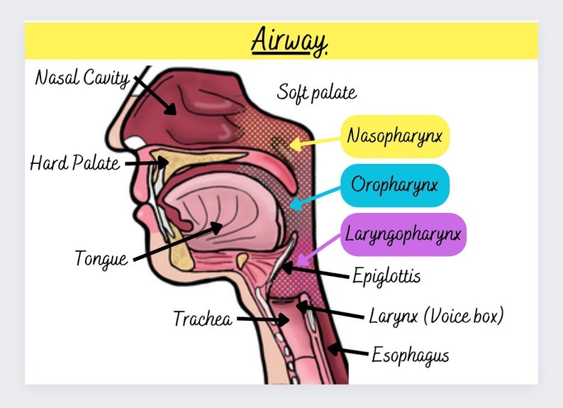 Paramedic/nursing Colourful Medical System Assessment Guide - Etsy