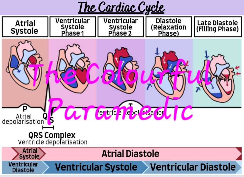 The Three Lead ECG Guide Part One - Etsy