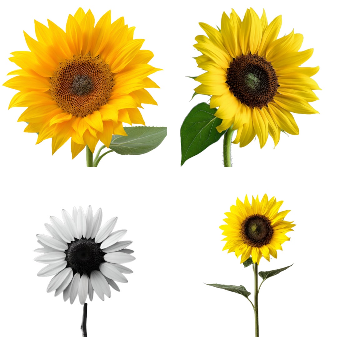 Four Sunflower PNG Images Digital Download High-quality 300 DPI ...