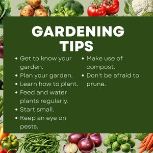 Vibrant Veggie Clipart Bundle 16 PNG Images Transparent Background ...