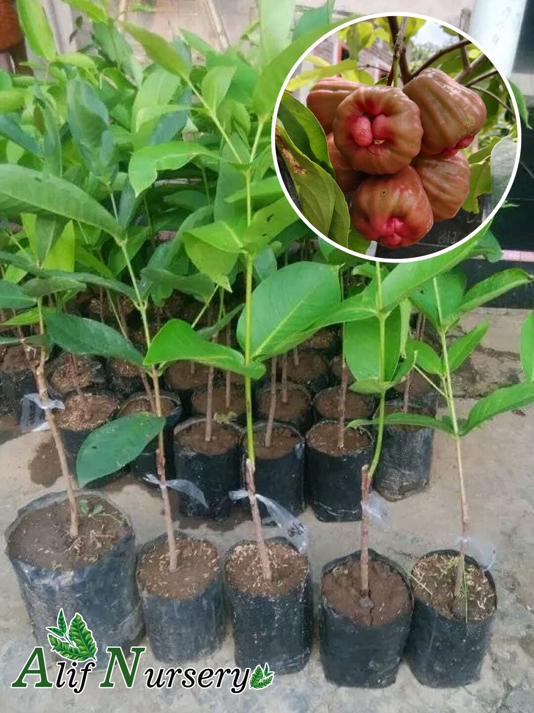 Dwarf Grafted Jambu Air Barbie Sugar Fruit Tree Free Phytosanitary ...