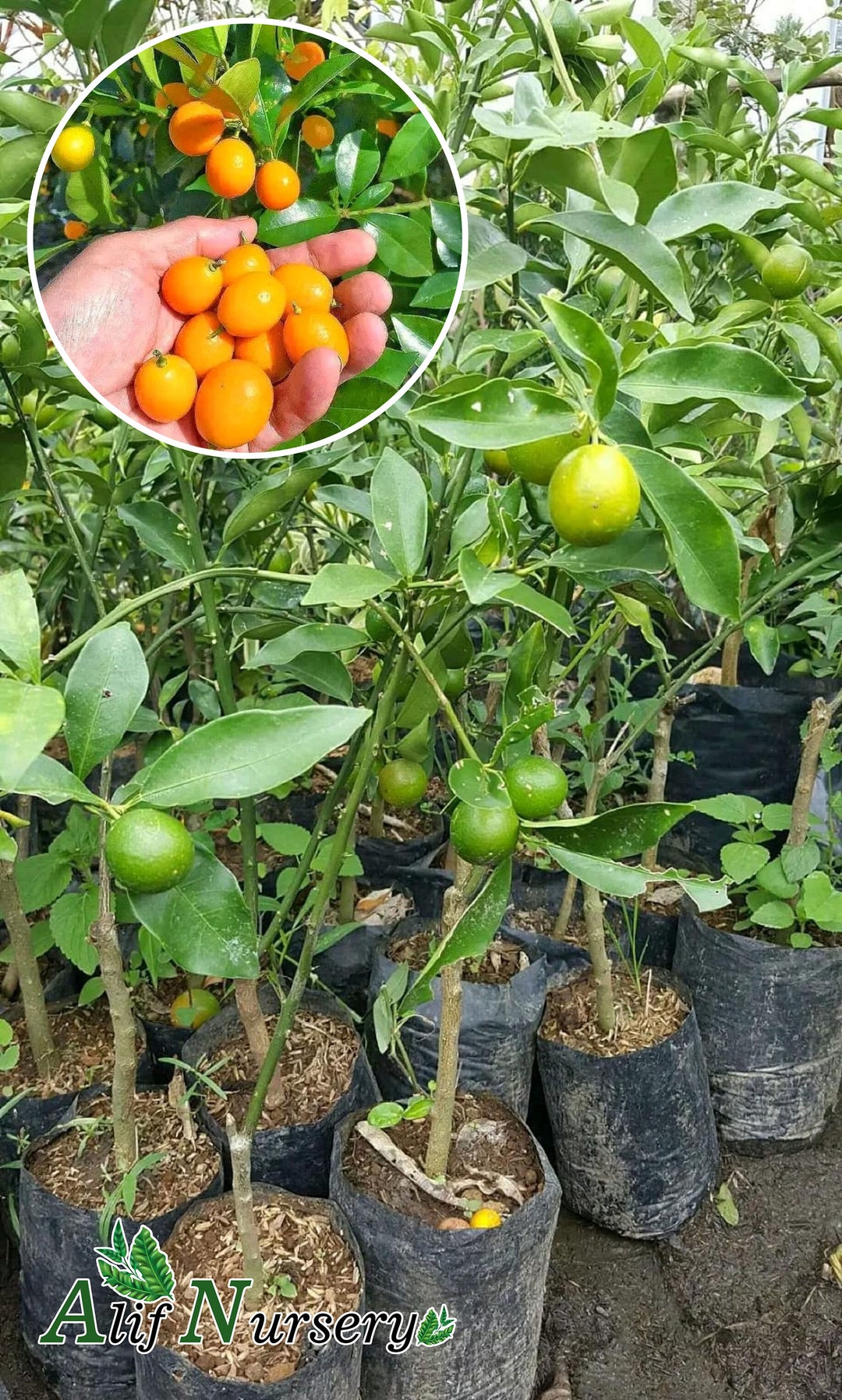 Dwarf Grafted Citrus Tongheng Fruit Trees Free Phytosanitary ...