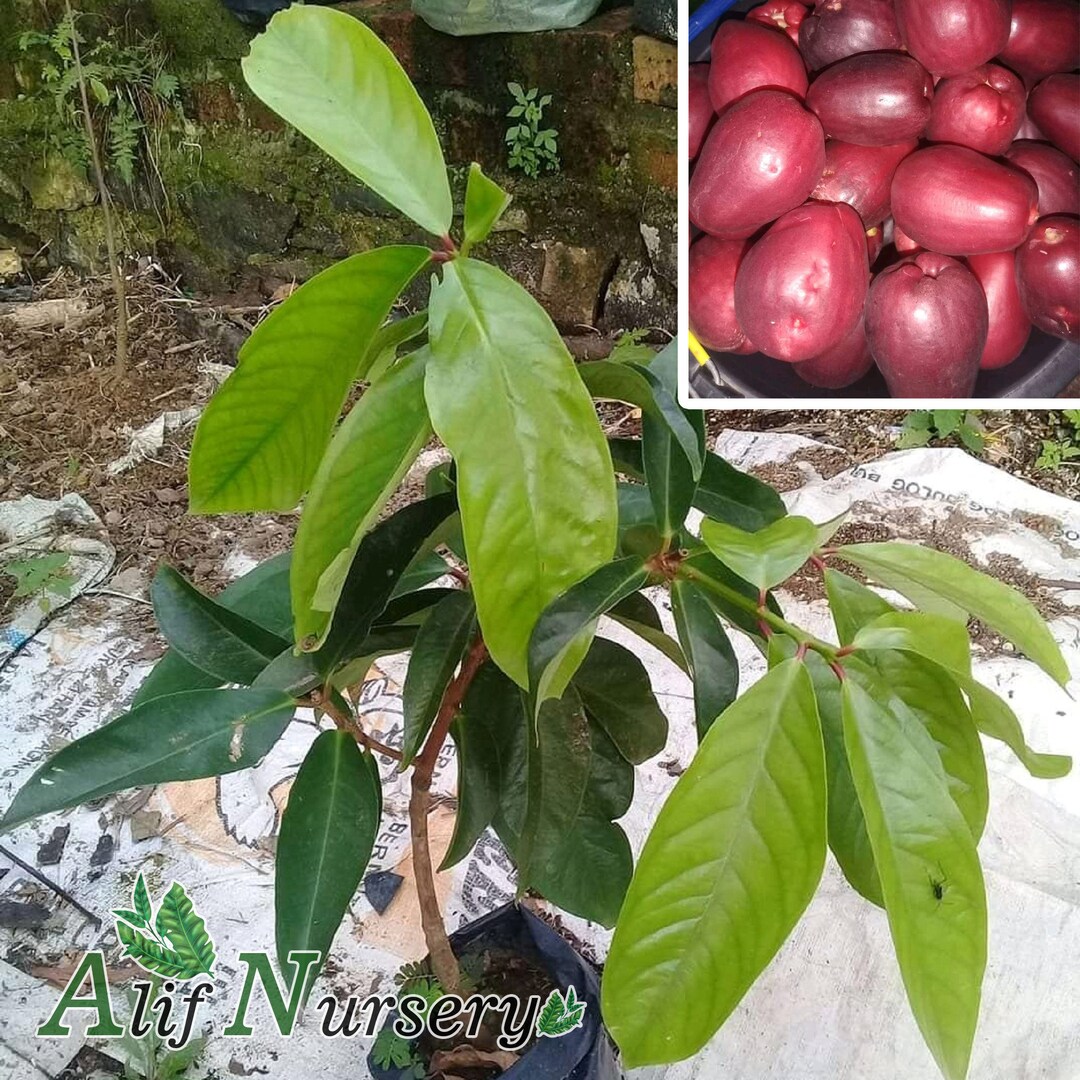Dwarf Grafted Jambu Air Malay Jamaica Fruit Trees Free Phytosanitary ...