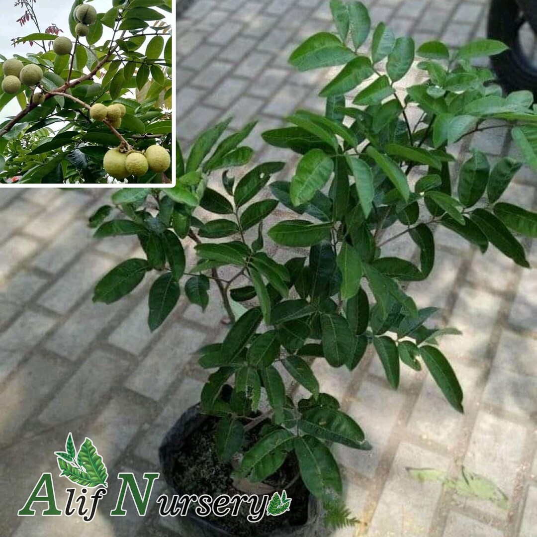 Grafted Jambu Air Kiojok Tropical Fruit Trees Free - Etsy