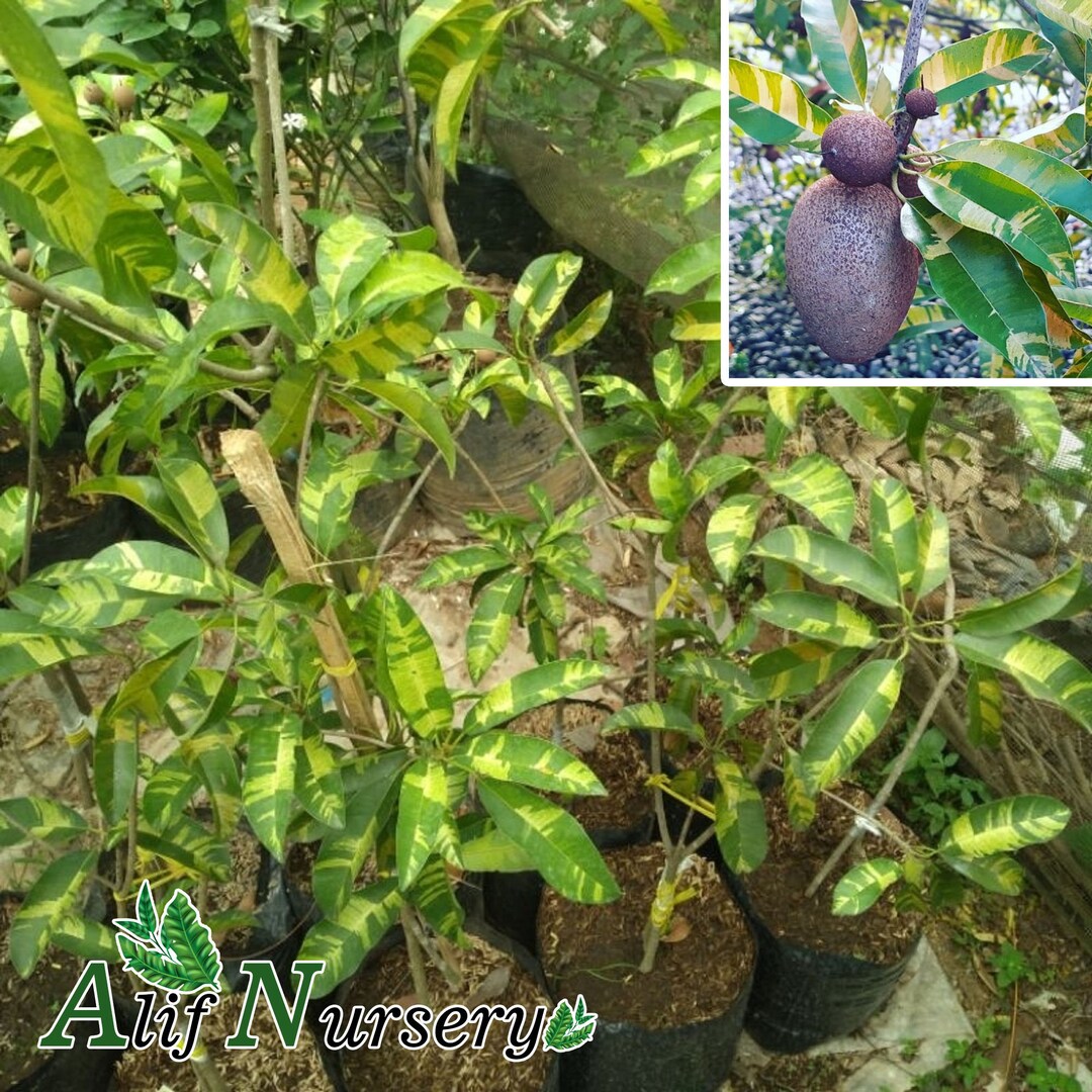 Dwarf Grafted Sapodilla Variegated Fruit Tree, Free Phytosanitary ...