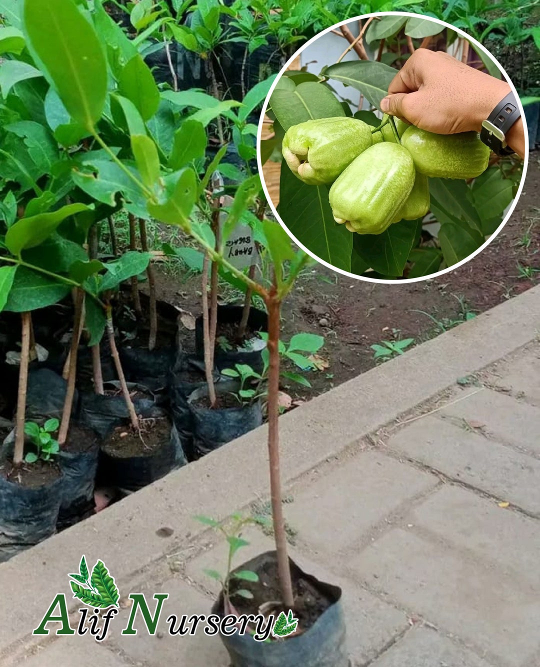 Dwarf Grafted Jambu Air Kiojok Fruit Trees Free Phytosanitary ...
