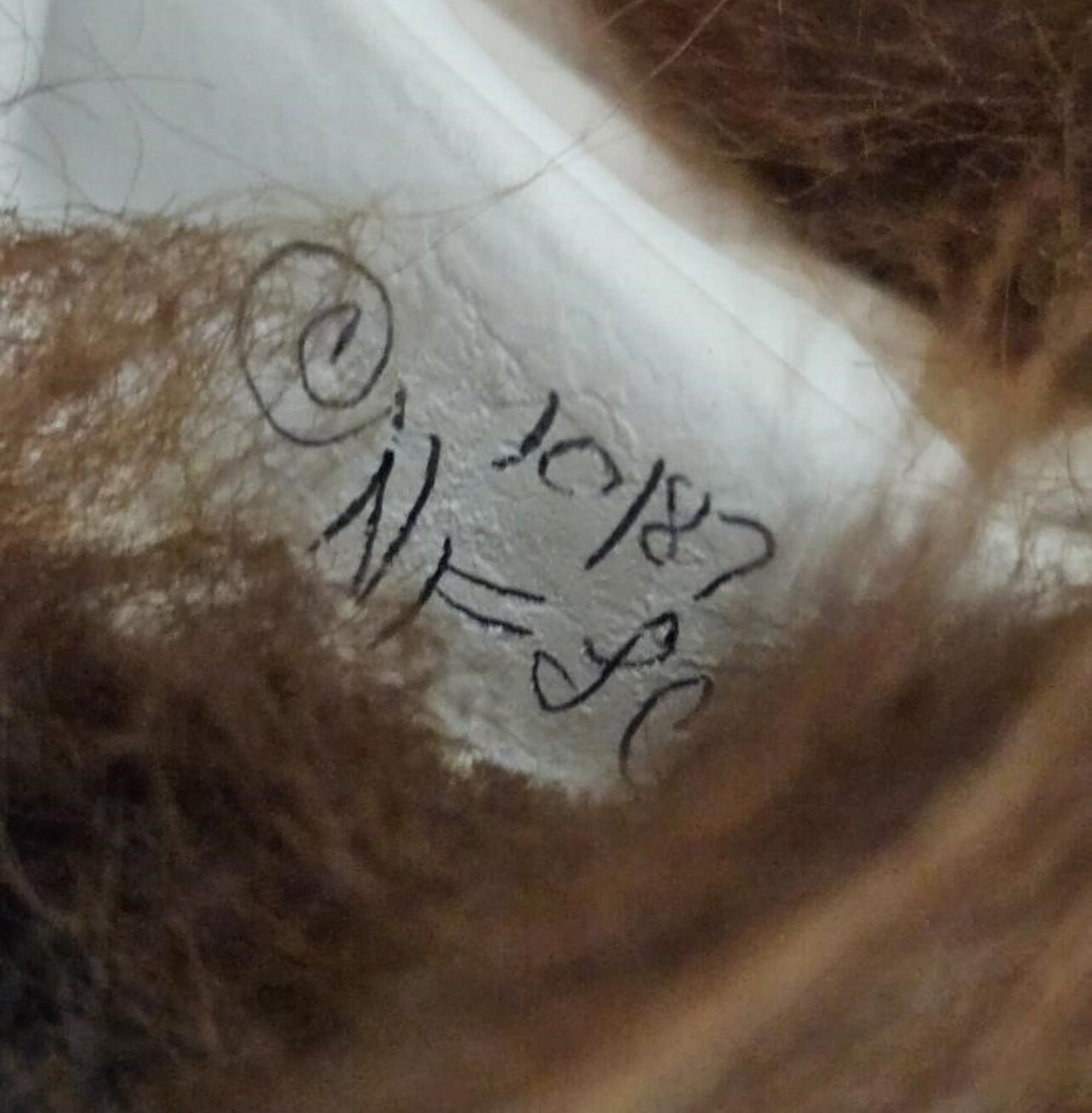 Dyan Nelson Ceramic Jester Clown Wall Mask Nobody's Fool RARE - Etsy