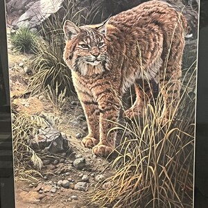 Bobcat Wildlife Print: Sundown Alert by John Seerey Lester (framed) - Etsy