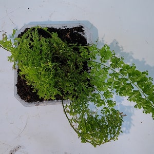 Fluffy Ruffle Fern, Nephrolepis Exaltata, Pet Safe Plant, Fern, Hanging ...