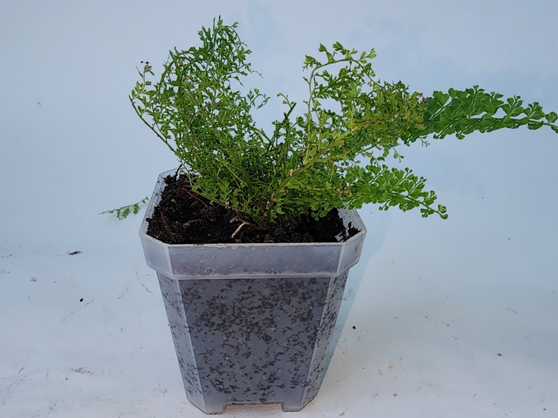 Fluffy Ruffle Fern, Nephrolepis Exaltata, Pet Safe Plant, Hanging Plant ...