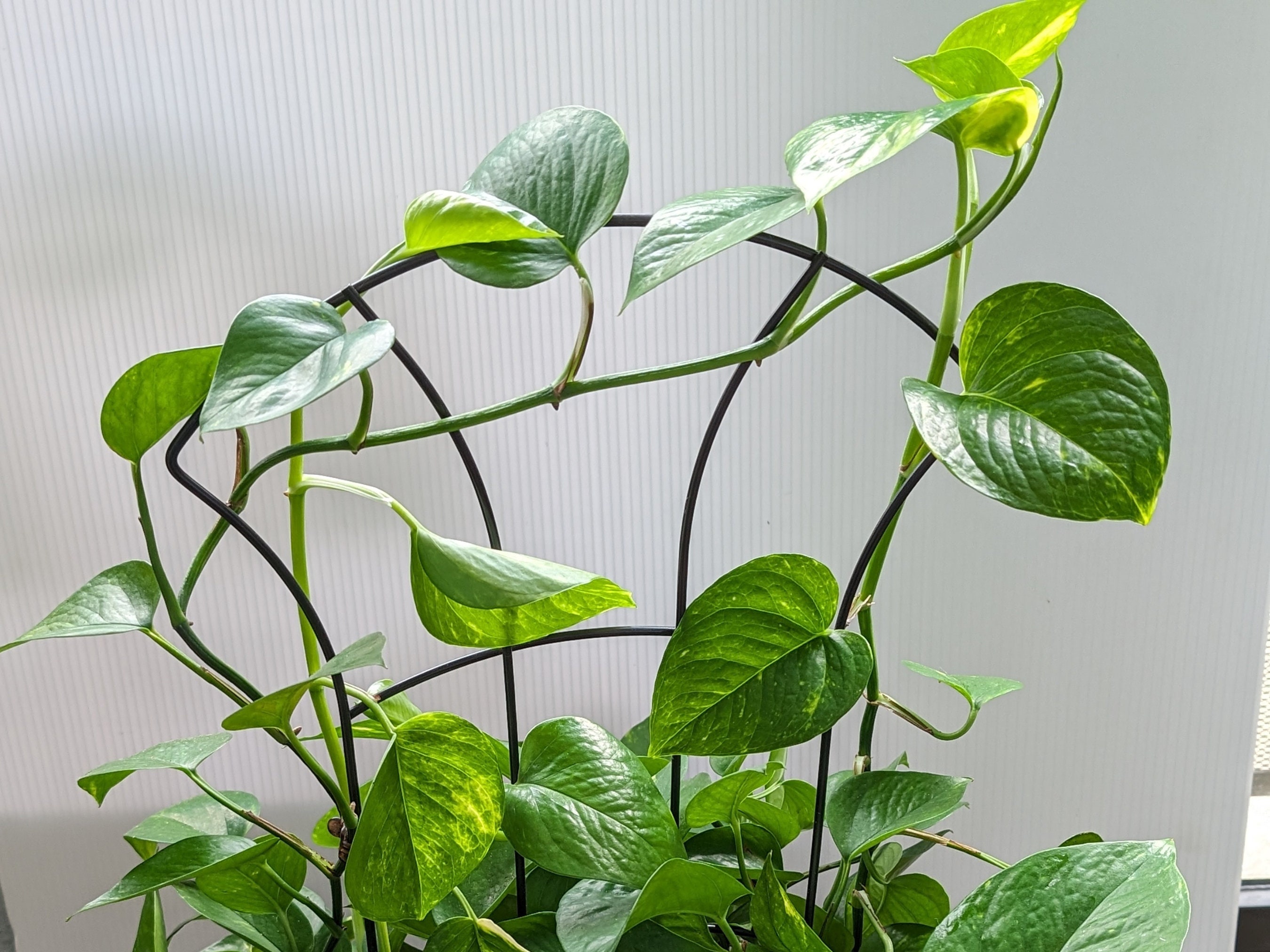 Golden Pothos, Pothos Plant, Live Indoor Plants, Houseplants Live, Indoor Live Plants, Starter ...