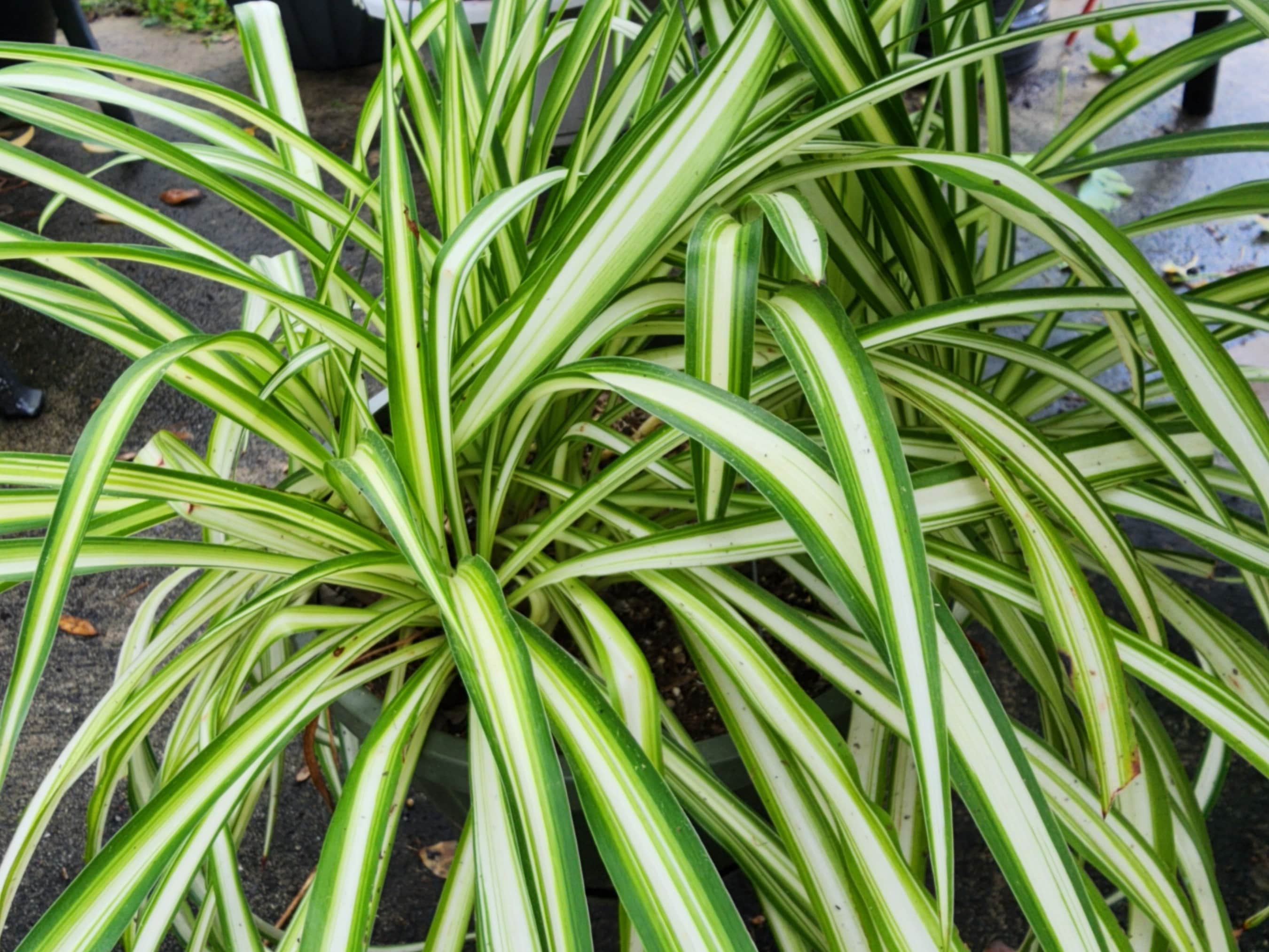 Variegated Spider Plant, Spider Plant Live, Live Indoor Plants, House ...