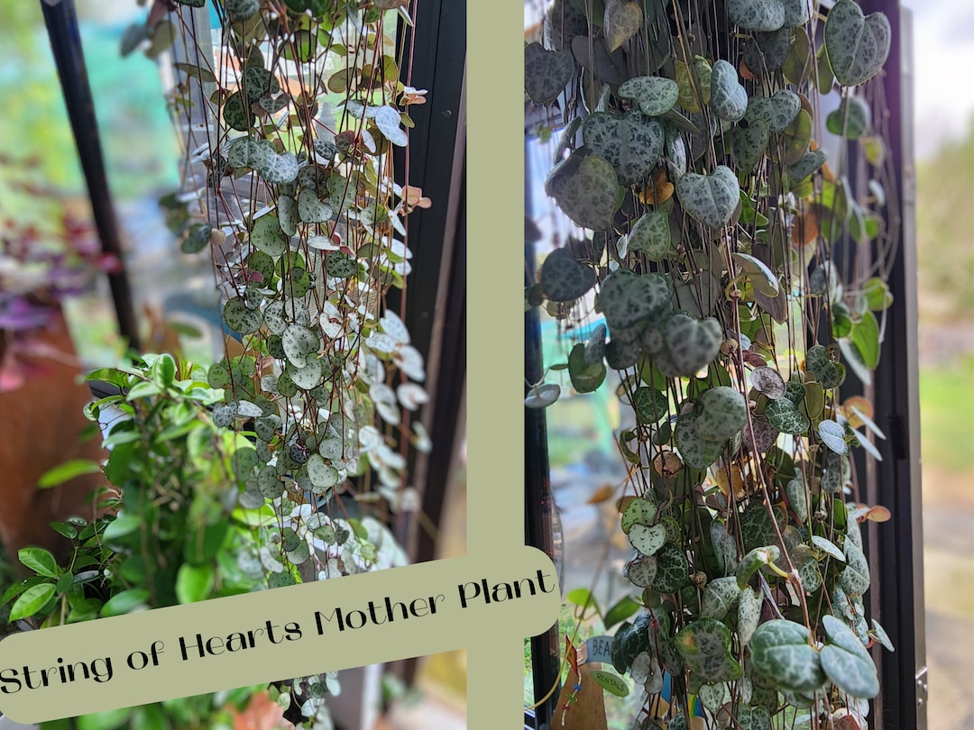 String of Hearts Plant, Rosary Vine, Hanging Plant, Ceropegia Woodii ...