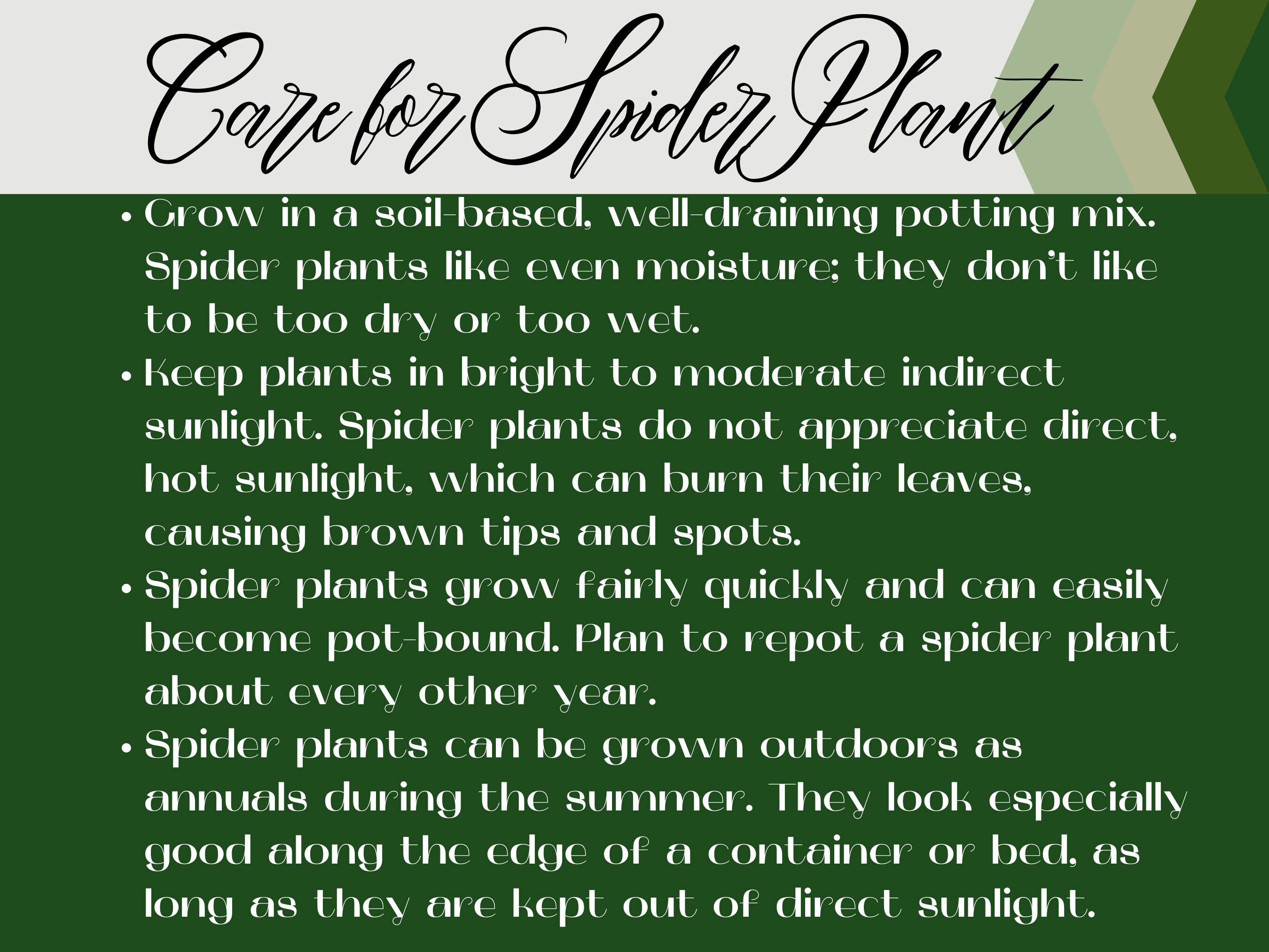 Variegated Spider Plant, Spider Plant Live, Live Indoor Plants, House ...