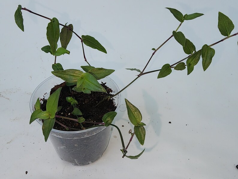 Bridal Veil Plant, Gibasis Pellucida, Vine Plant, Live Indoor Plants ...