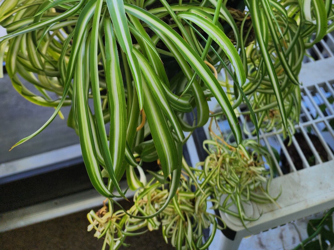 Spider Plant Babies, Curly Spider Plant, Variegated Spider Plant ...