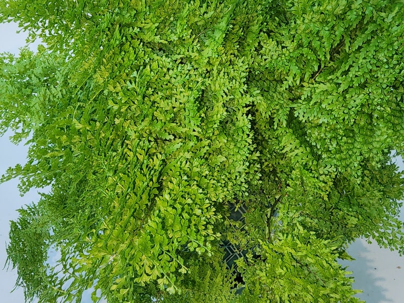 Fluffy Ruffle Fern, Nephrolepis Exaltata, Pet Safe Plant, Fern, Hanging ...