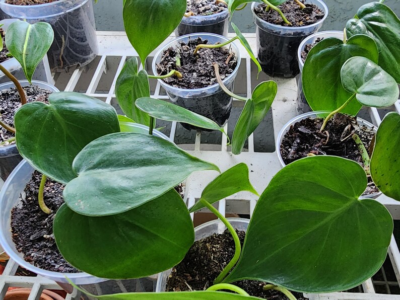 Heartleaf Philodendron Rare and Lush Indoor Hanging Plants, Live Indoor ...