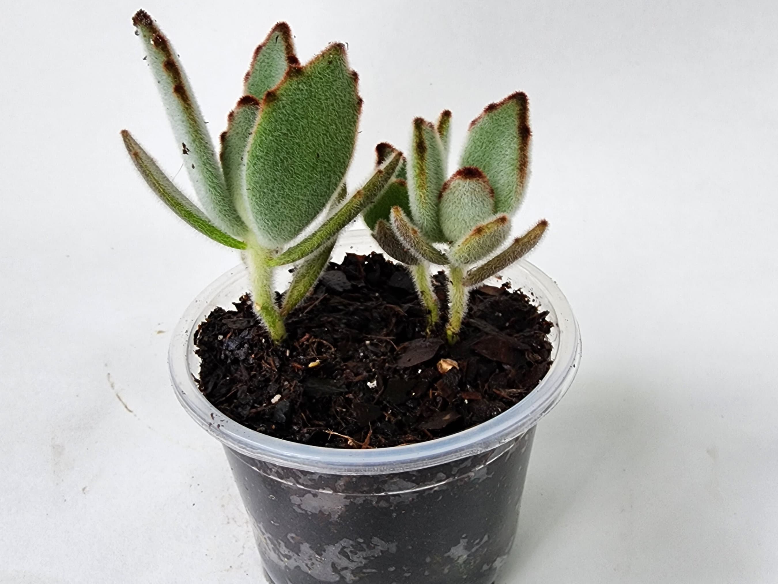 Kalanchoe Tomentosa, Teddy Bear Plant, Fuzzy Succulent, Live Indoor ...