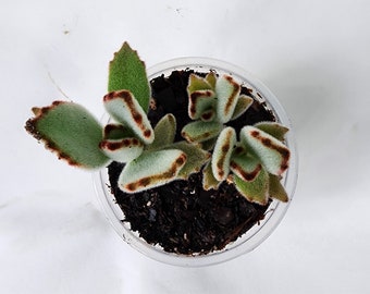 Kalanchoe Tomentosa, Teddy Bear Plant, Fuzzy Succulent, Live Indoor ...