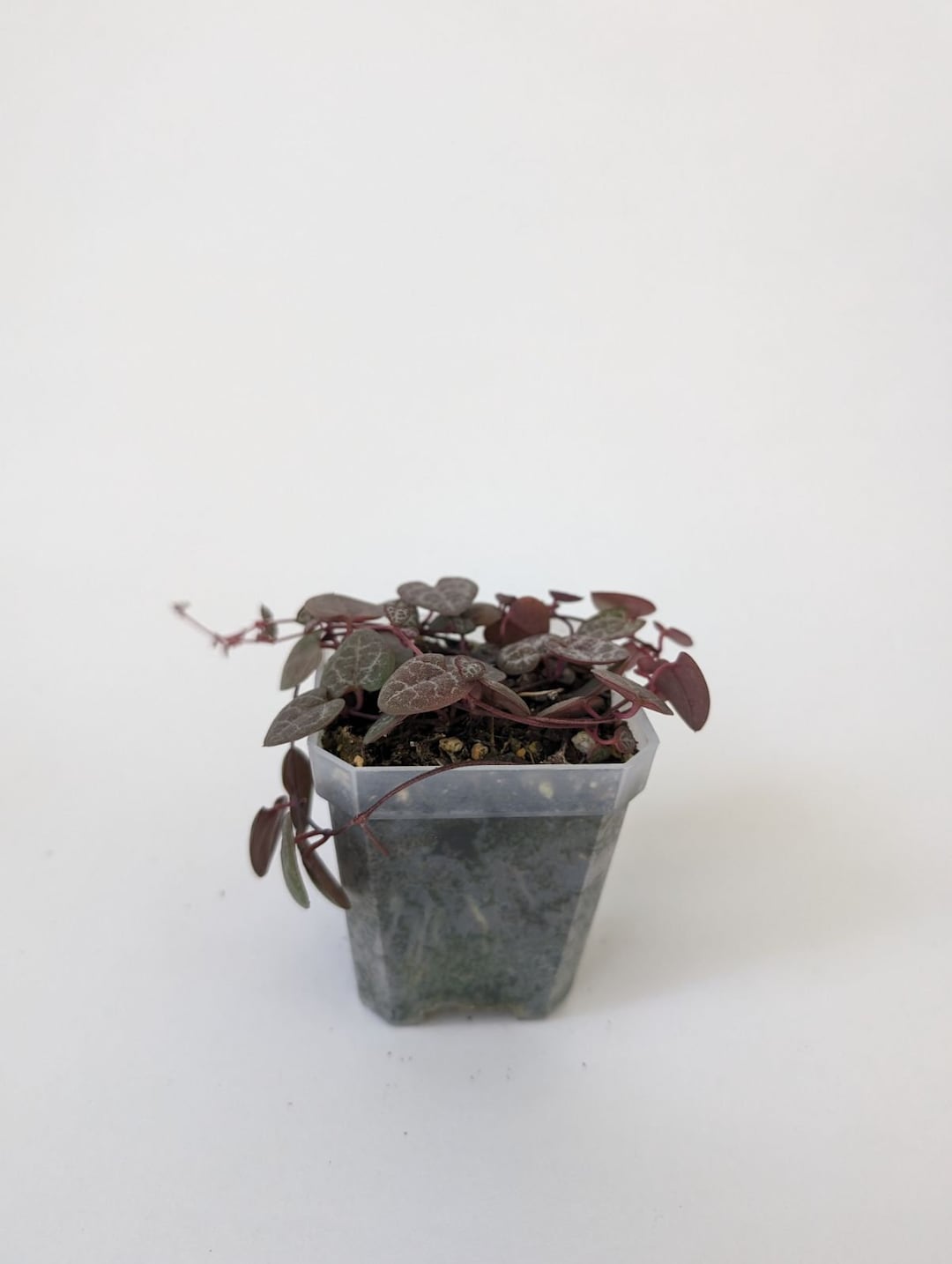 String of Hearts Plant, Rosary Vine, Hanging Plant, Ceropegia Woodii ...